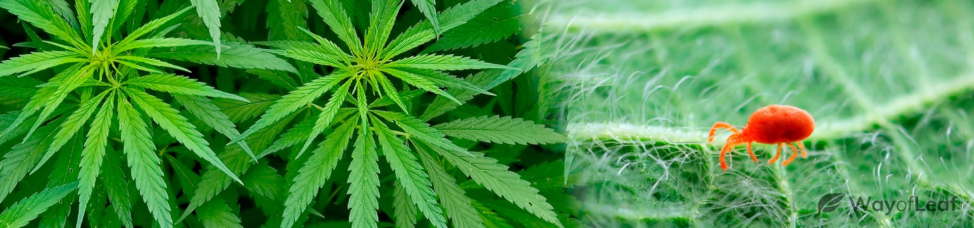 How to Remove Red Spider Mites From Marijuana Plants
